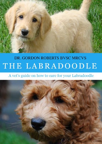 The Labradoodle: A vet's guide on how to care for your Labradoodle by ...