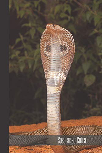 Spectacled Cobra: small lined Cobra Snake Notebook / Travel Journal to ...