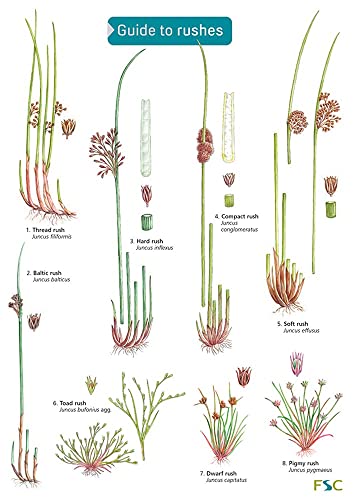 Guide to Rushes by Hilary Wallace | Goodreads