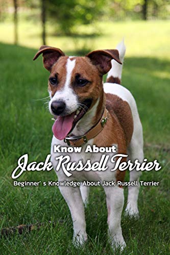 Know About Jack Russell Terrier: Beginner' s Knowledge About Jack ...