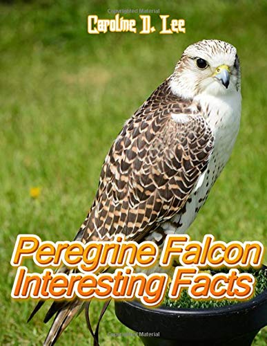Peregrine Falcon Interesting Facts: Animal fact for girl age 1-10 ...