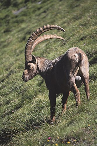 Ibex in Israel Journal: 150 page lined notebook/diary by Cool Image ...