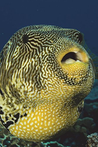 The Puffer Fish Journal: 150 page lined notebook/diary by Cool Image ...