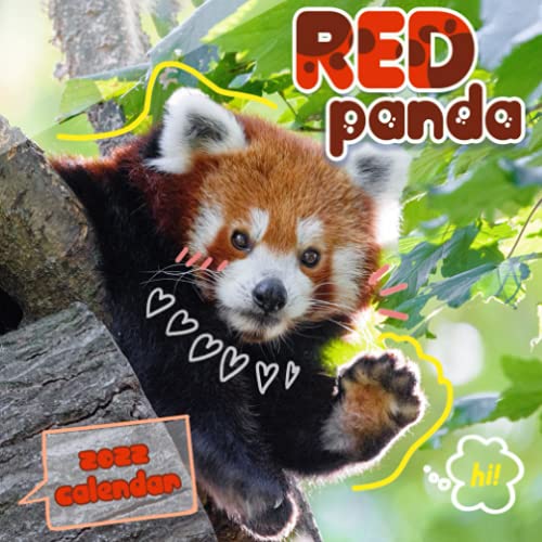 Red Panda Calendar 2022: 2021-2022 calendar animals- animal wildlife ...
