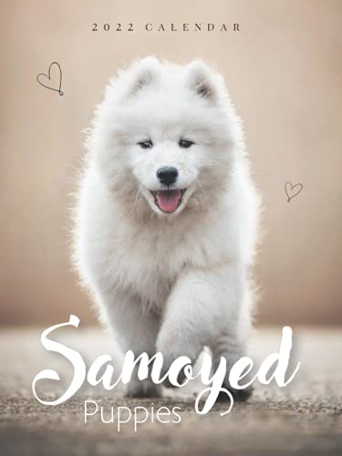 Samoyed Puppies 2022 Calendar: 12-month Calendar - Gorgeous Mini ...