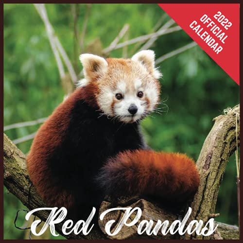 Calendar 2022 Red Pandas: Red Pandas Official 2022 Monthly Planner ...