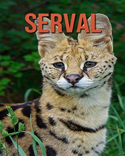 Serval: Fun Learning Facts About Serval by Sam Robinson | Goodreads