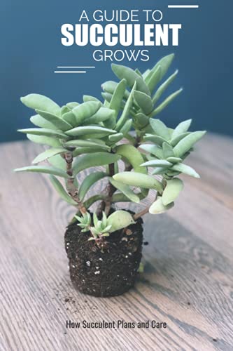 A Guide to Succulent Grows: How Succulent Plans and Care: Succulent ...