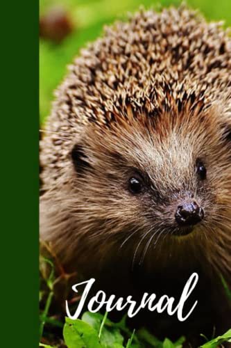 HEDGEHOG JOURNAL: Delightful little Hedgehog visiting a garden. A ...