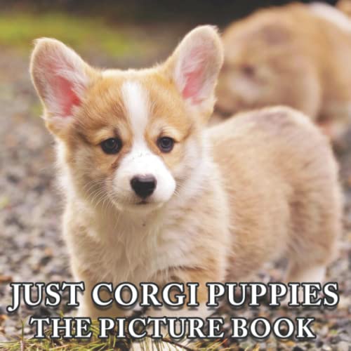A Picture Book Of Just Corgi Puppies: An Amazing Collection With ...