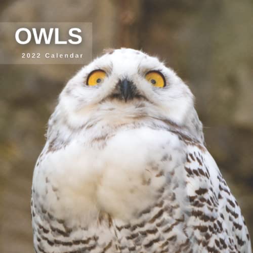 Owls Calendar 2022 - 12 Months of High-Resolution Owls Photos Including ...