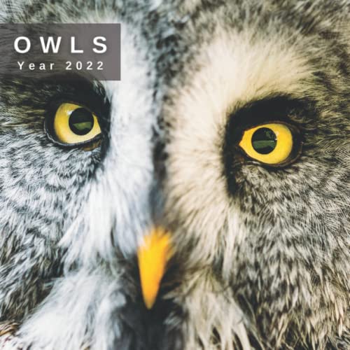2022 Owls Calendar - 12 Months of High-Resolution Owls Photos Including ...