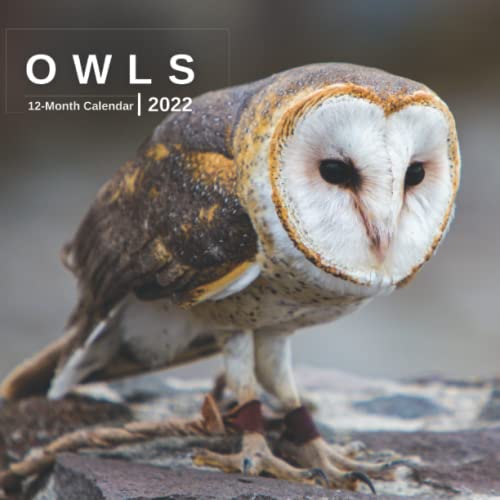 Owls Calendar 2022 - 12 Months of High-Resolution Owls Photos Including ...