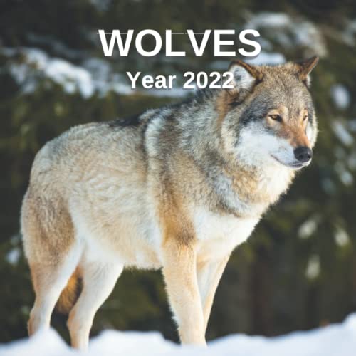 2022 Wolves Calendar - 12 Months of High-Resolution Wolf Photos ...