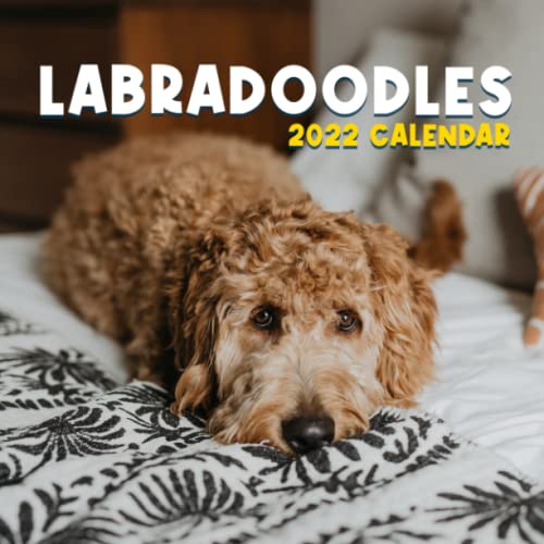 Labradoodles 2022 Calendar: Dog January 2022 - December 2022 OFFICIAL ...