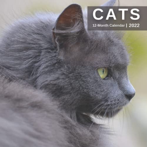 2022 Cats Calendar - 12 Months of High-Resolution Cat Photos | Best ...