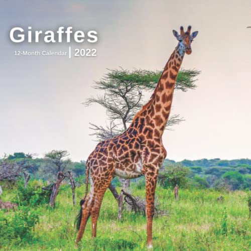 Giraffes Calendar 2022 - 12 Months of High-Resolution Giraffe Photos ...