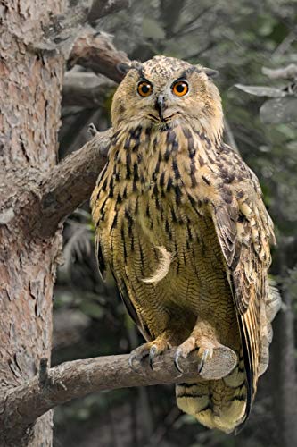 eagle owl by miss e j aeh | Goodreads