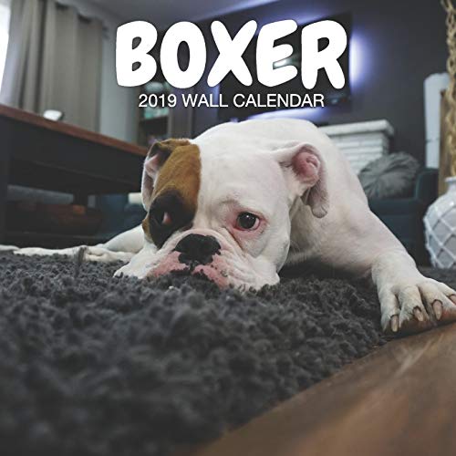 Boxer 2019 Wall Calendar: Dog Photography, Mini Calendar, Wall Calendar ...