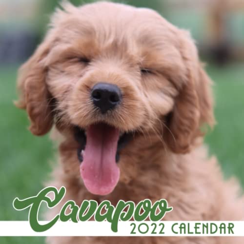 Cavapoo 2022 Calendar: Just Cavapoo Squared Monthly Calendar Mini ...