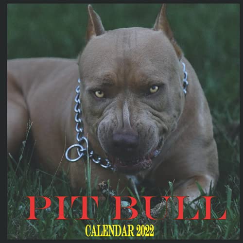 Pit Bulls Calendar 2022: bit pull calendar CALENDAR 2022 2022 "8.5x8.5 ...