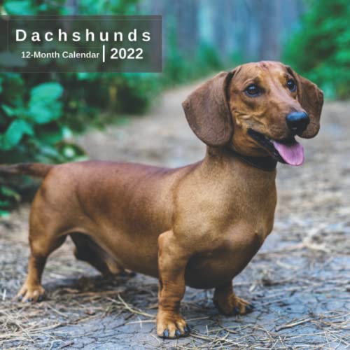 Dachshunds Calendar 2022 - 12 Months of High-Resolution Dachshund Dog ...