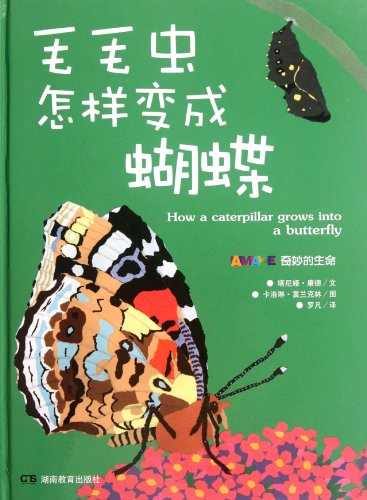 How Does Caterpillar Become Butterfly Mysterious Life By Ta Ni Ya Kang