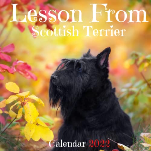 Lesson From Scottish Terrier Calendar 2022: 12-Month Small Square ...
