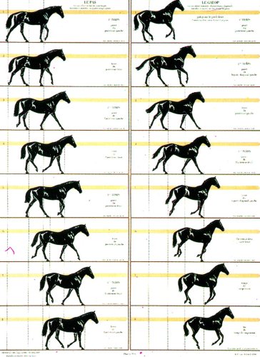 PLANCHE N 6 LES ALLURES DU CHEVAL PAS ET GALOPS by Ffe | Goodreads