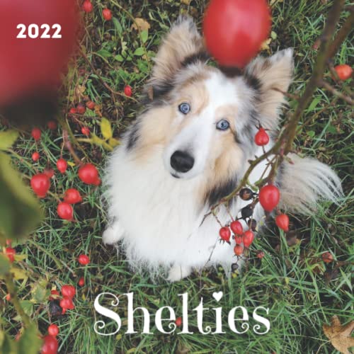 Shelties 2022 Calendar: 18 Months Calendar 2022-2023 For Women, Men ...