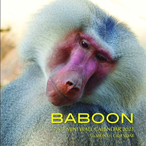 Baboon 7 x 7 Mini Wall Calendar 2021: 16 Month Calendar by Print ...