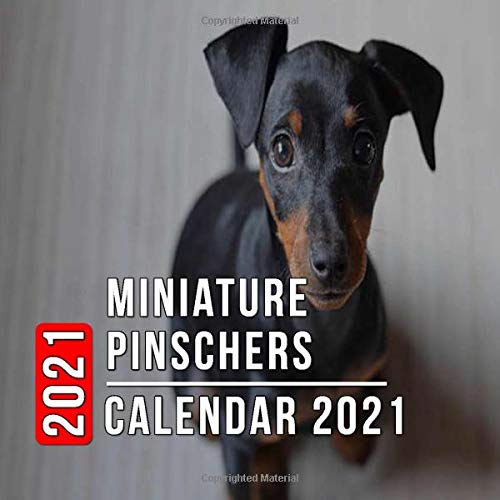 Miniature Pinschers Calendar 2021: 12-month mini Calendar from Jan 2021 ...