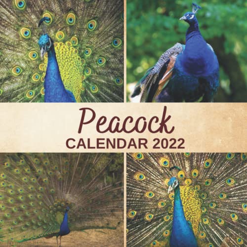 Peacock Calendar 2022: Beautiful Peacock Monthly Calendar 2022 For ...