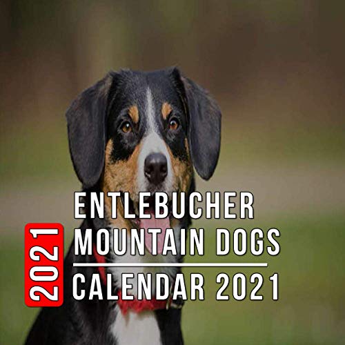 Entlebucher Mountain Dogs Calendar 2021: 12-month mini Calendar from ...