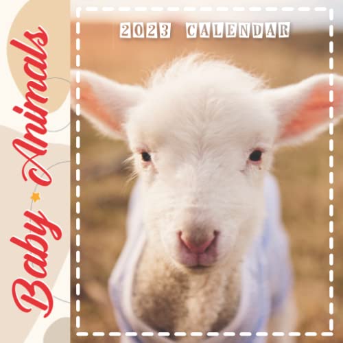 Baby Animals Calendar: Beautiful 2023 Calendar Gift for Family, Friends ...