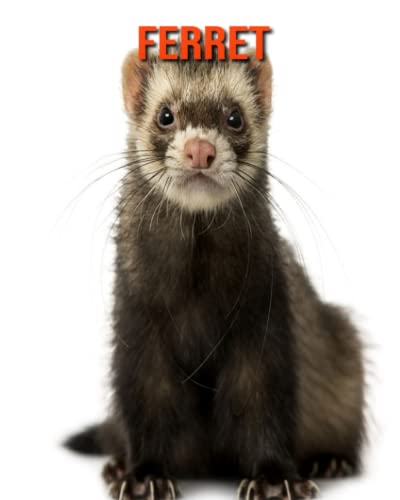 Ferret: Fascinating Ferret Facts for Kids with Stunning Pictures! by ...