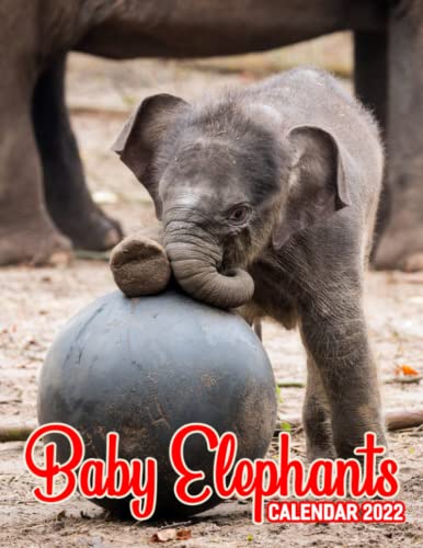 Baby Elephants Calendar 2022: 2022 calendar animals-animal wildlife ...