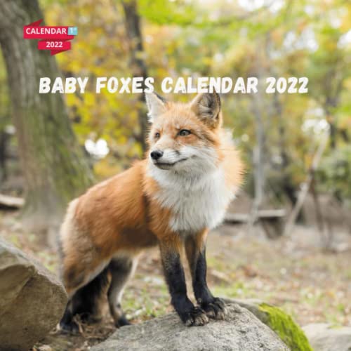 Baby Foxes Calendar 2022: calendar Cute Forest Animals Red Foxes Baby ...
