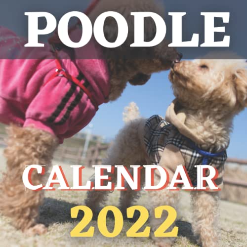 poodle calendar 2022: January 2022 - December 2022 Square Calendar Gift ...