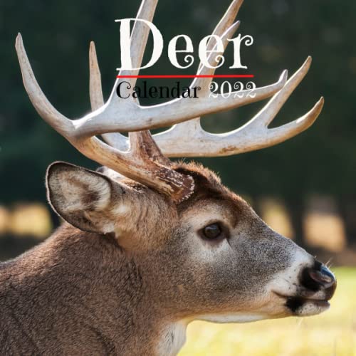 Deer Calendar 2022: 12 Months Mini Calendar with Inspirational Quotes ...