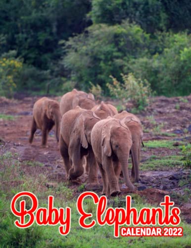 Baby Elephants Calendar 2022: 2022 calendar animals-animal wildlife ...