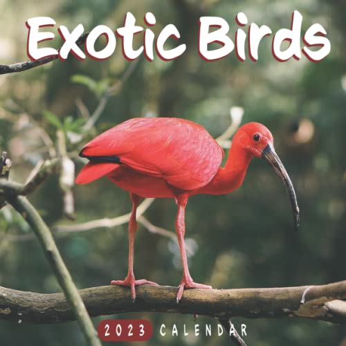 Exotic Birds Calendar 2023: Gorgeous 8.5"x8.5" Mini Calendar 2023 with ...