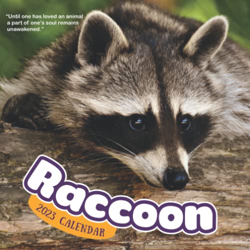 Raccoons Calendar: Beautiful 2023 Calendar Gift for Family, Friends and ...