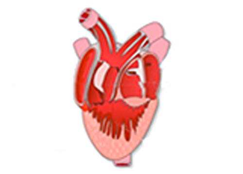 Frog Heart Dissection by S K Bajaj | Goodreads