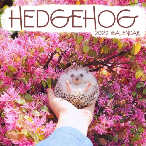 HEDGEHOG 2022 CALENDAR: Squared Monthly Calendar Bonus 4 Months 2021 ...
