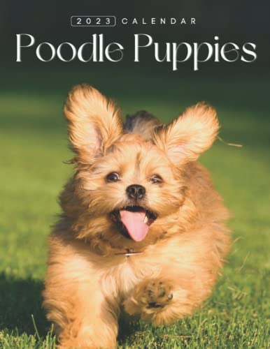 Poodle Puppies Calendar: Beautiful 18-month 2023 Calendar - Gift for ...