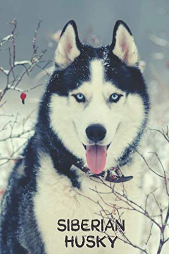 Siberian Husky: Husky Wild Forest Dog | Series Humor Wild Animals ...
