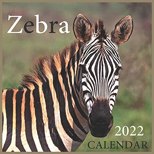 Zebra CALENDAR 2022: Official Zebra Calendar 2022 ,safari Calendar 2022 ...