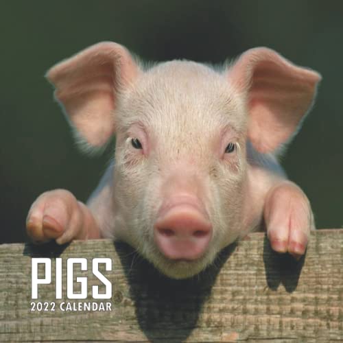 Pigs Calendar 2022: Funny pigs Lovers Gag Joke Gift for Women, Men ,Men ...