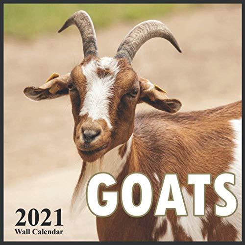 Goats Calendar 2021: Cute Animals Calendar 2021, Wall & Office Calendar ...